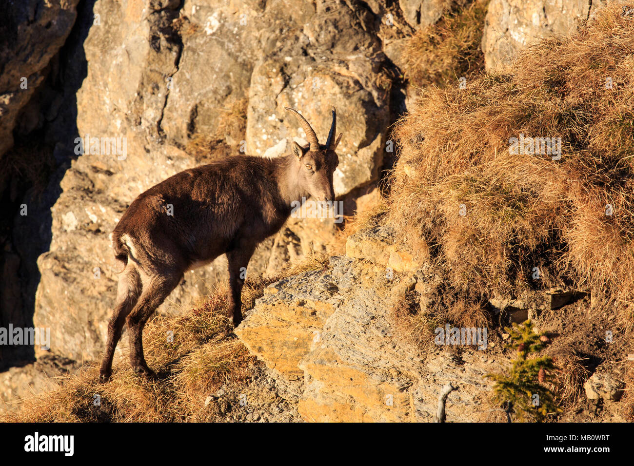 The Alps, mountains, the Bernese Oberland, Europe, Niederhorn ...