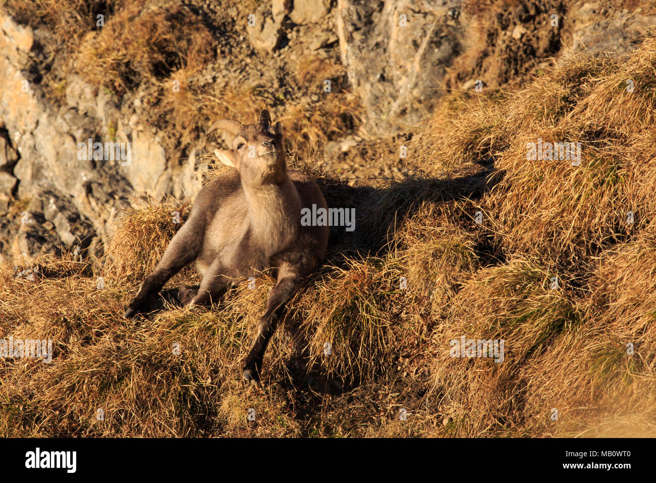 The Alps, mountains, the Bernese Oberland, Europe, Niederhorn ...