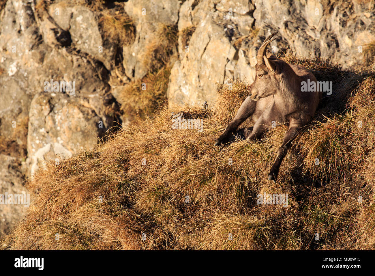 The Alps, mountains, the Bernese Oberland, Europe, Niederhorn ...