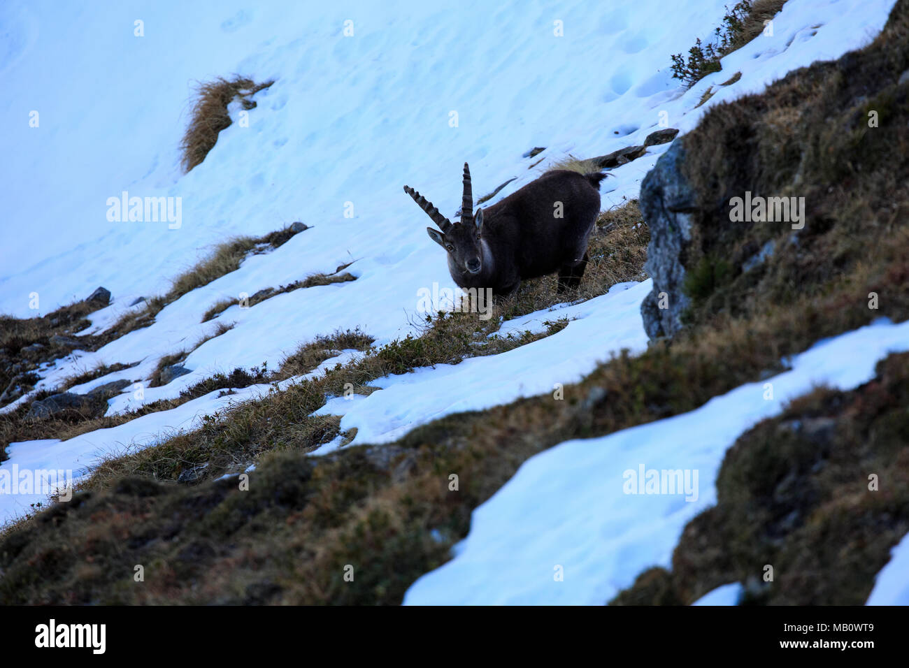 The Alps, mountains, the Bernese Oberland, Europe, Niederhorn ...