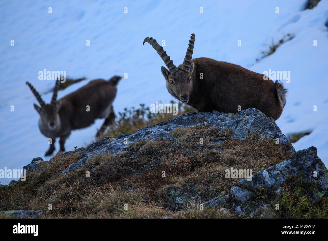 The Alps, mountains, the Bernese Oberland, Europe, Niederhorn ...