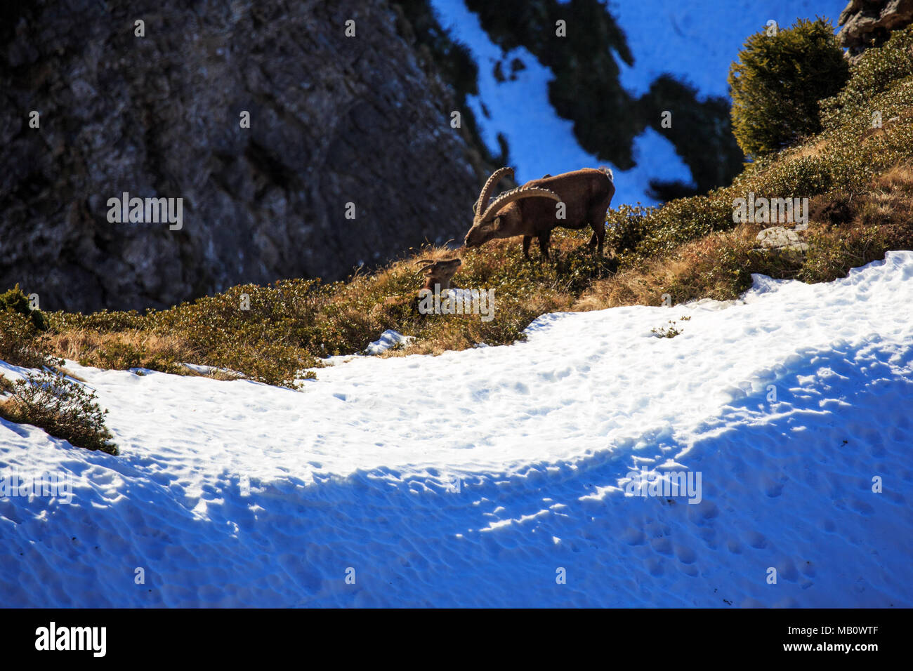 The Alps, mountains, the Bernese Oberland, Europe, Niederhorn ...