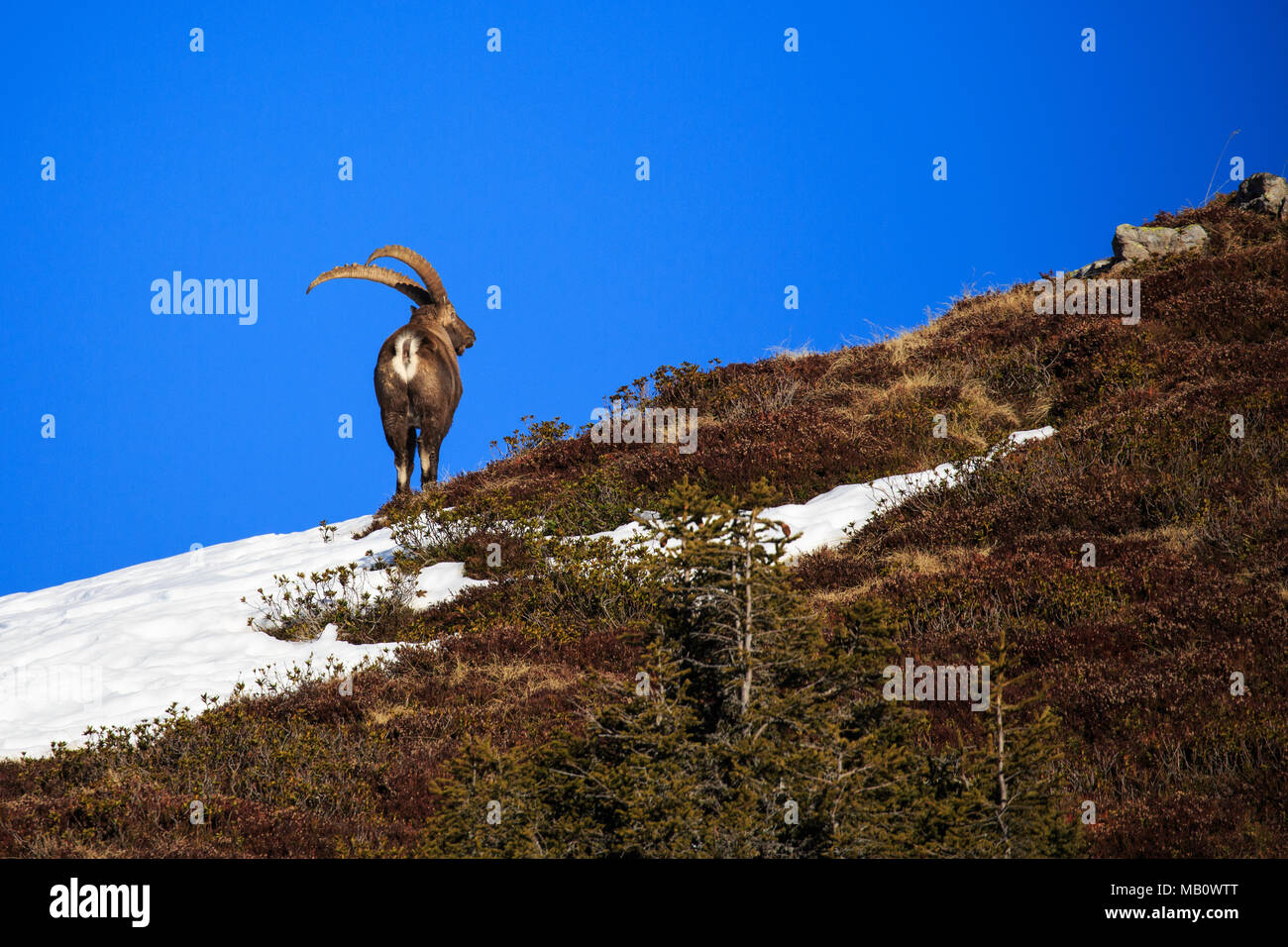 The Alps, mountains, the Bernese Oberland, Europe, Niederhorn ...