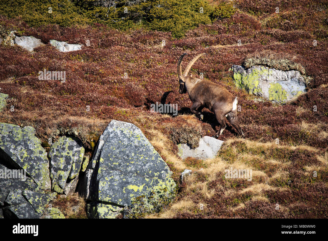 The Alps, mountains, the Bernese Oberland, Europe, Niederhorn ...