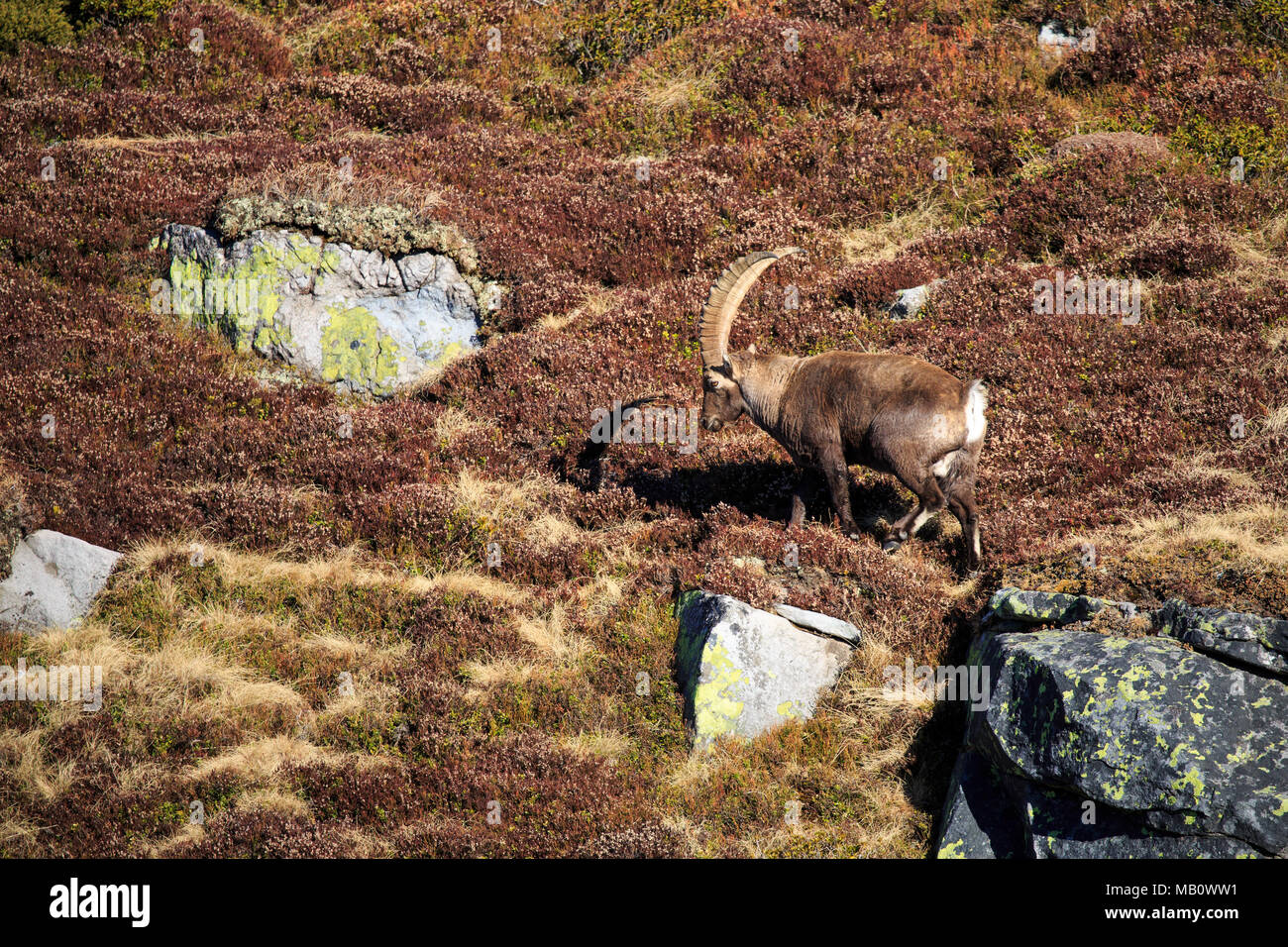 The Alps, mountains, the Bernese Oberland, Europe, Niederhorn ...