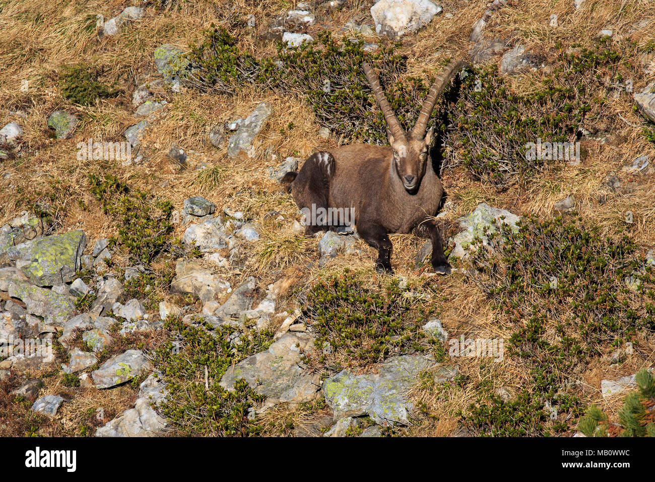 The Alps, mountains, the Bernese Oberland, Europe, Niederhorn ...