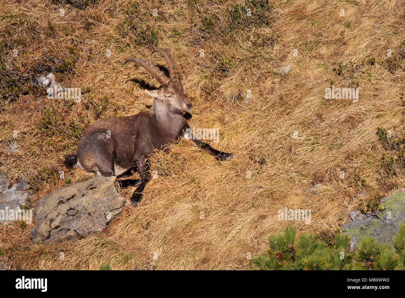 The Alps, mountains, the Bernese Oberland, Europe, Niederhorn ...