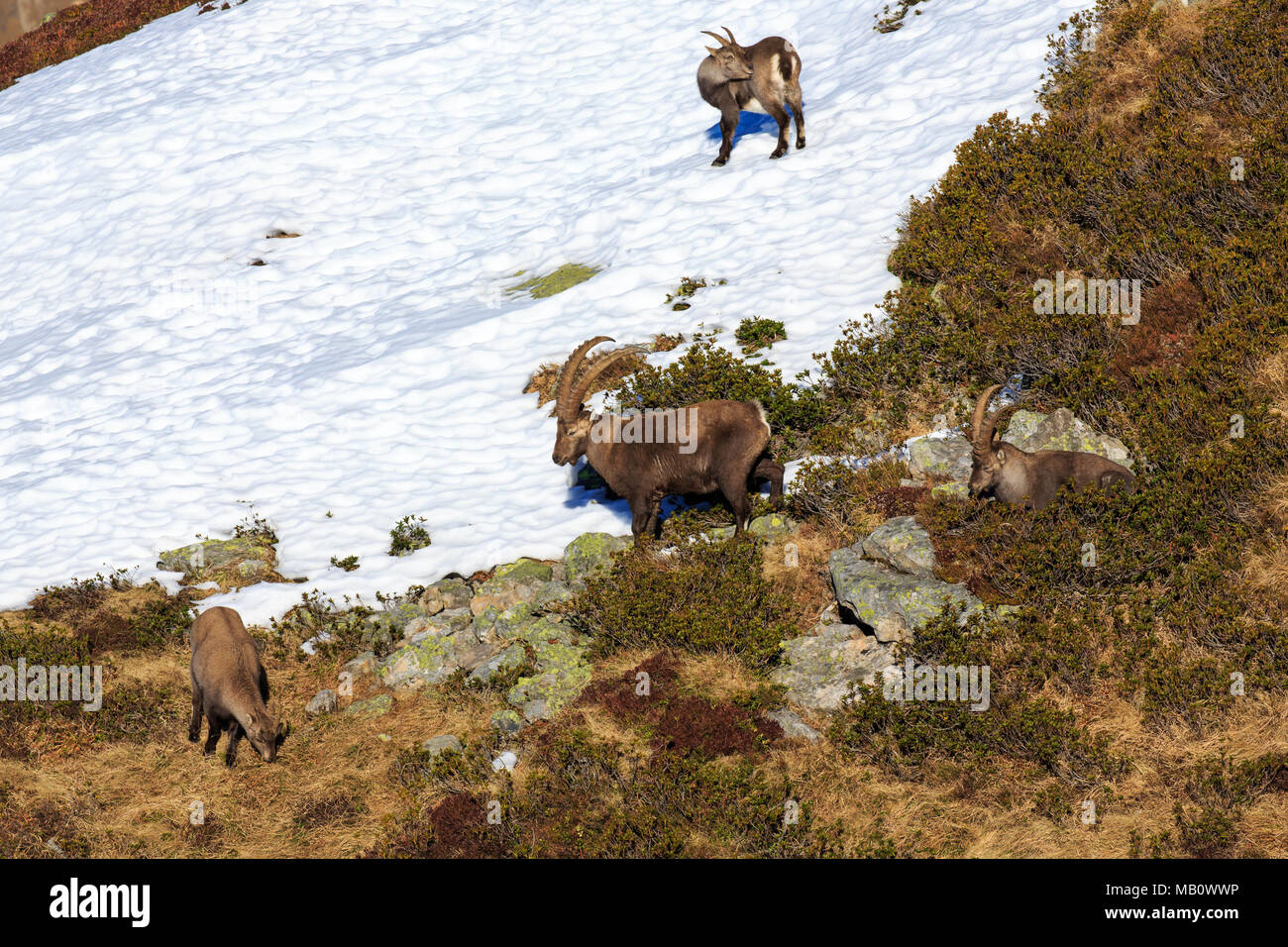 The Alps, mountains, the Bernese Oberland, Europe, Niederhorn ...