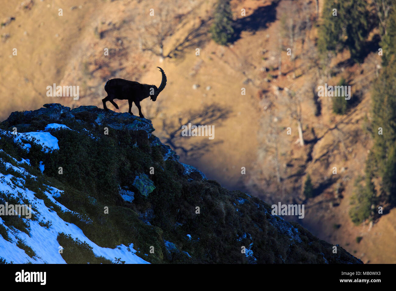 The Alps, mountains, the Bernese Oberland, Europe, Niederhorn ...