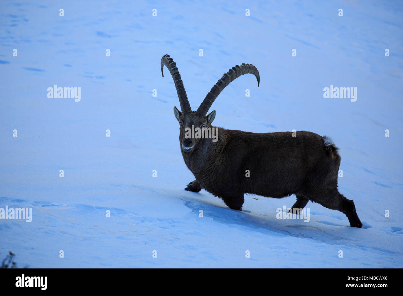 The Alps, mountains, the Bernese Oberland, Europe, Niederhorn ...