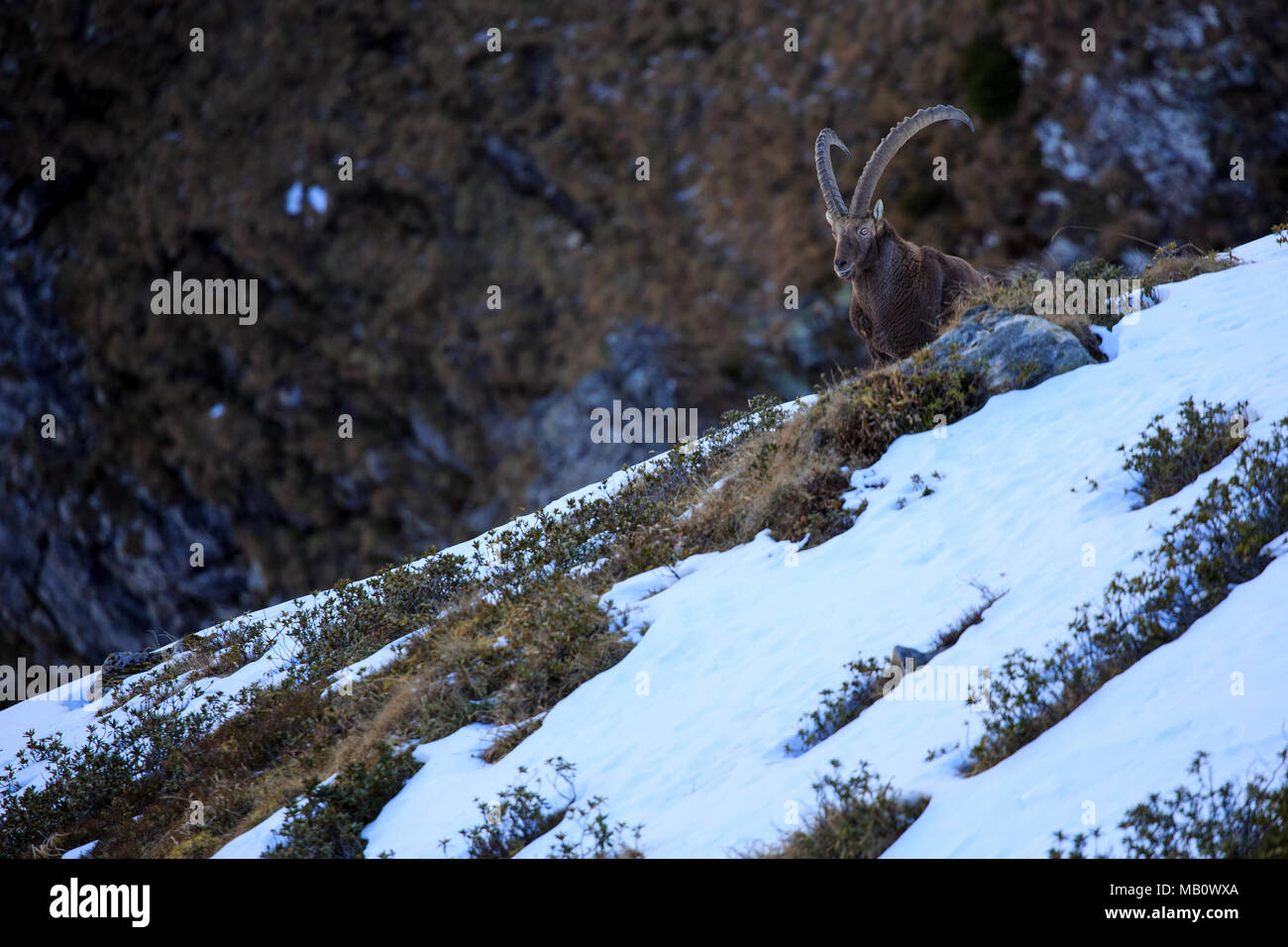The Alps, mountains, the Bernese Oberland, Europe, Niederhorn ...