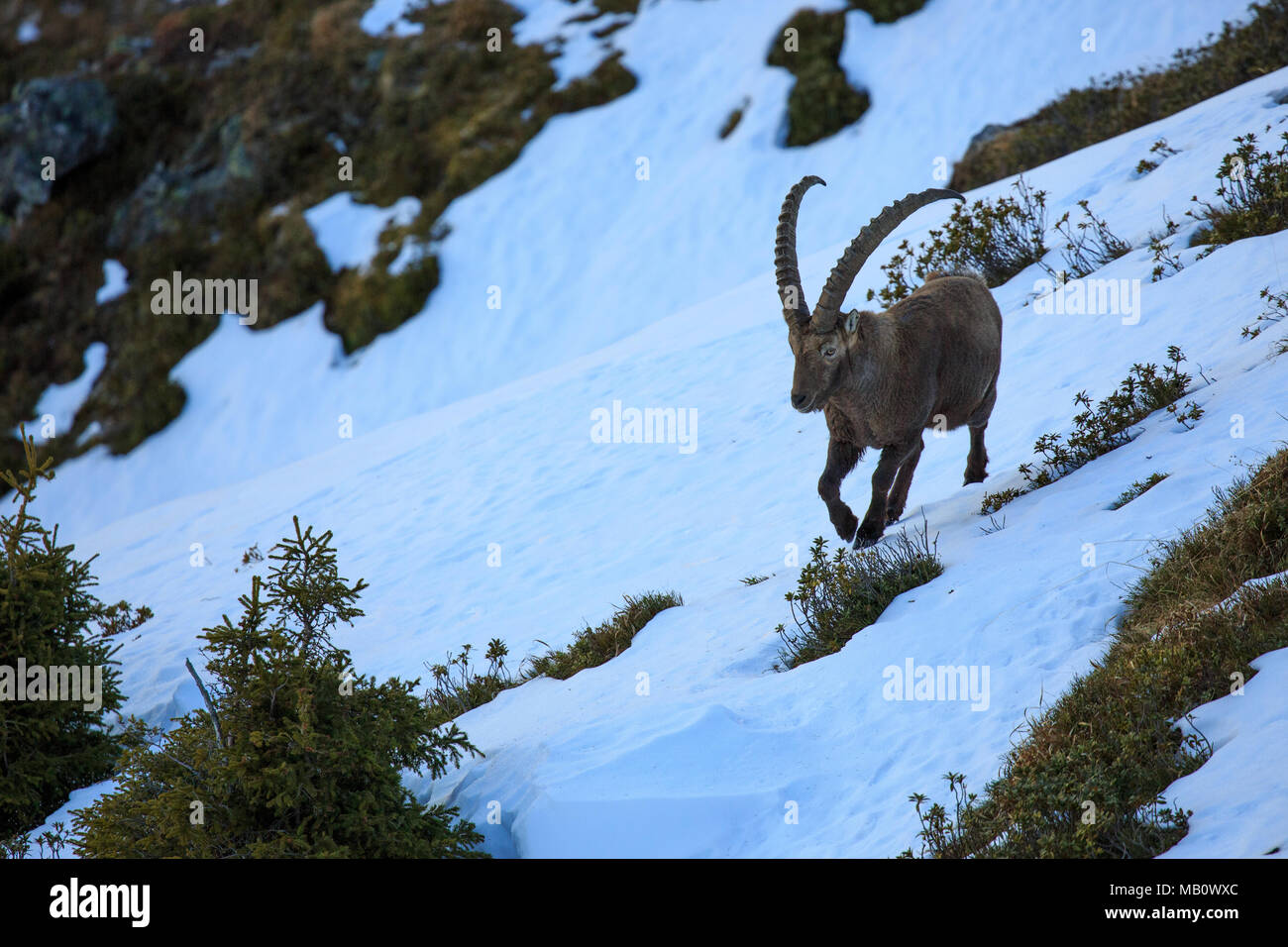The Alps, mountains, the Bernese Oberland, Europe, Niederhorn ...