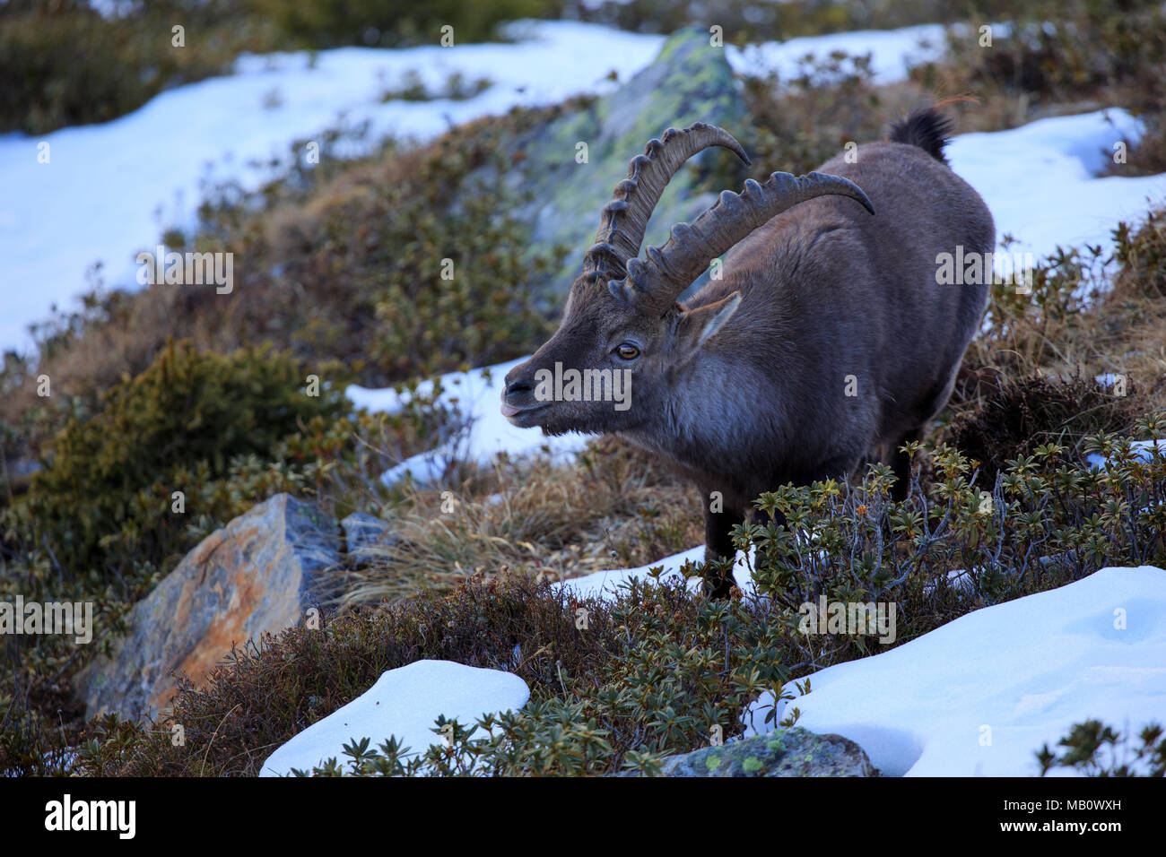 The Alps, mountains, the Bernese Oberland, Europe, Niederhorn ...