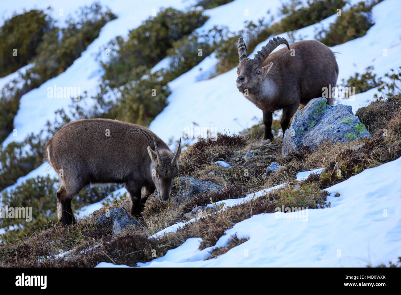 The Alps, mountains, the Bernese Oberland, Europe, Niederhorn ...