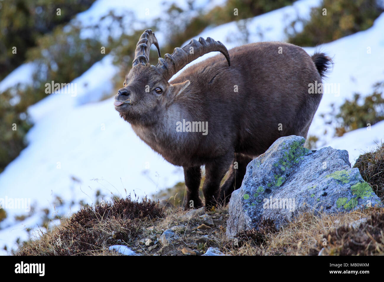 The Alps, mountains, the Bernese Oberland, Europe, Niederhorn ...