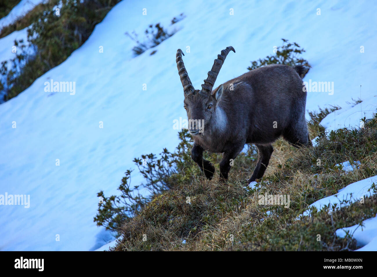 The Alps, mountains, the Bernese Oberland, Europe, Niederhorn ...
