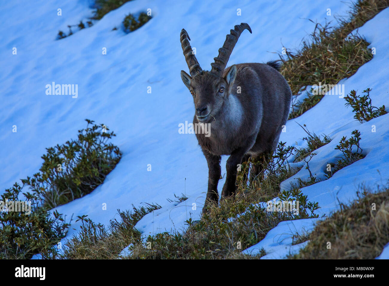 The Alps, mountains, the Bernese Oberland, Europe, Niederhorn ...