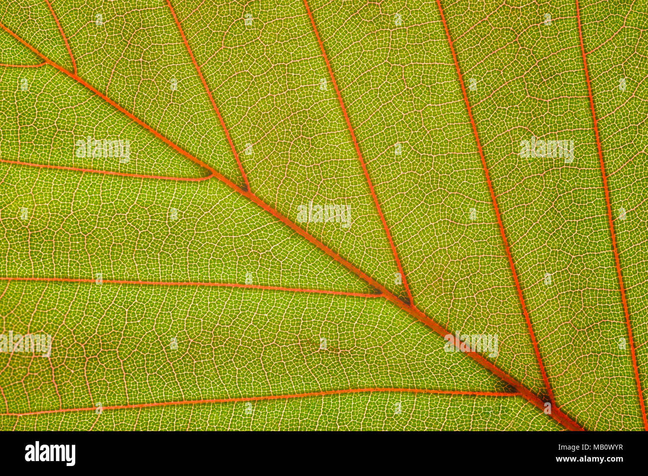 single leaf of beech tree isolated over white background Stock Photo ...