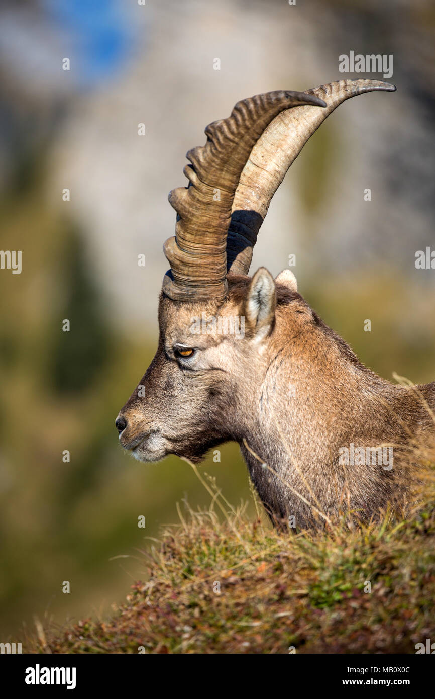 Alphorn hi-res stock photography and images - Alamy