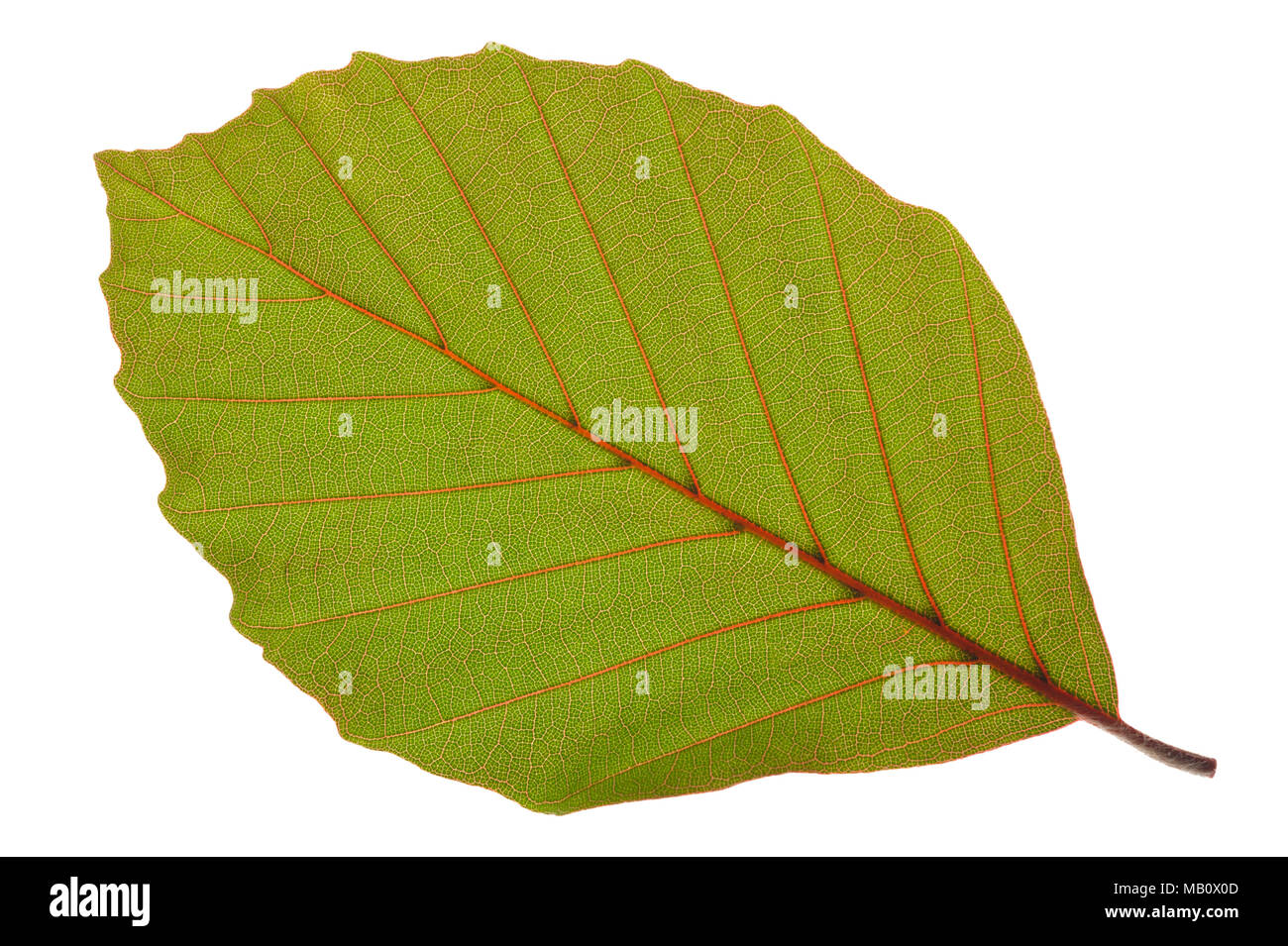 Branch beech tree leaves Cut Out Stock Images & Pictures - Alamy