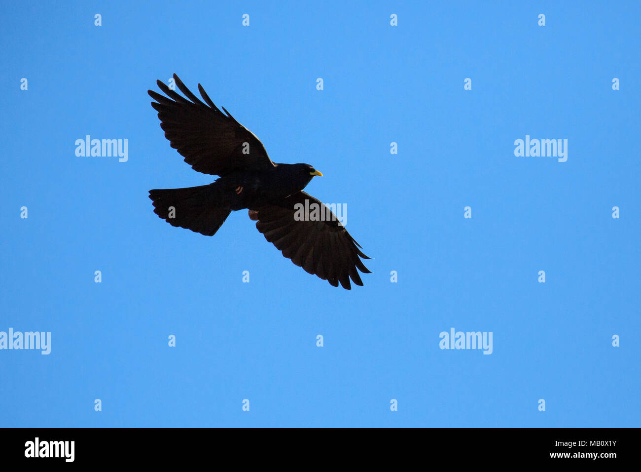 The Alps, mountain jackdaw, the Bernese Oberland, autumn, Niederhorn ...