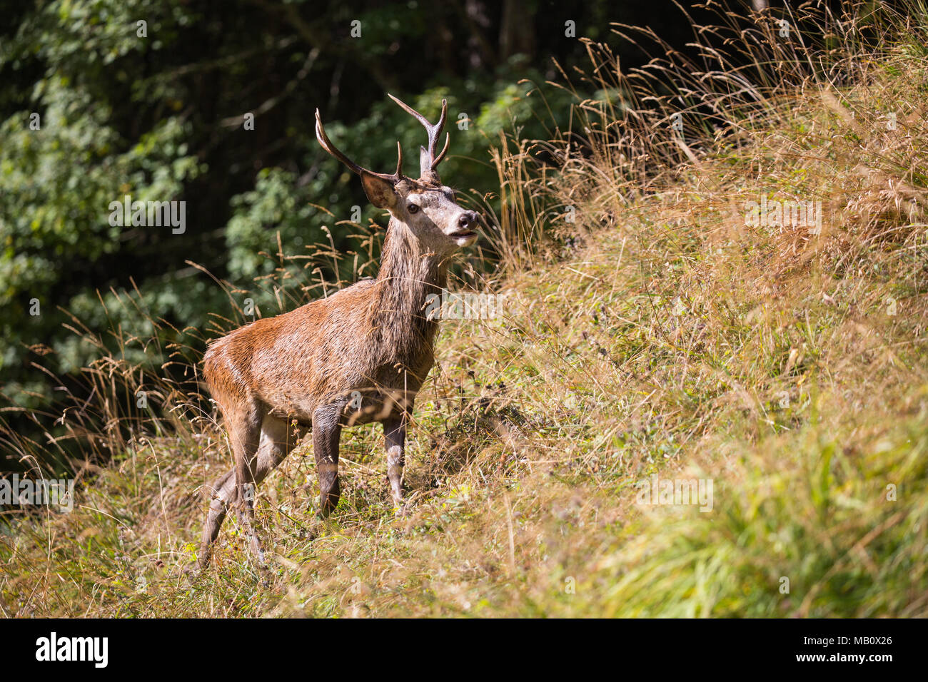The Alps, the Bernese Oberland, rut, autumn, deer, Justistal ...