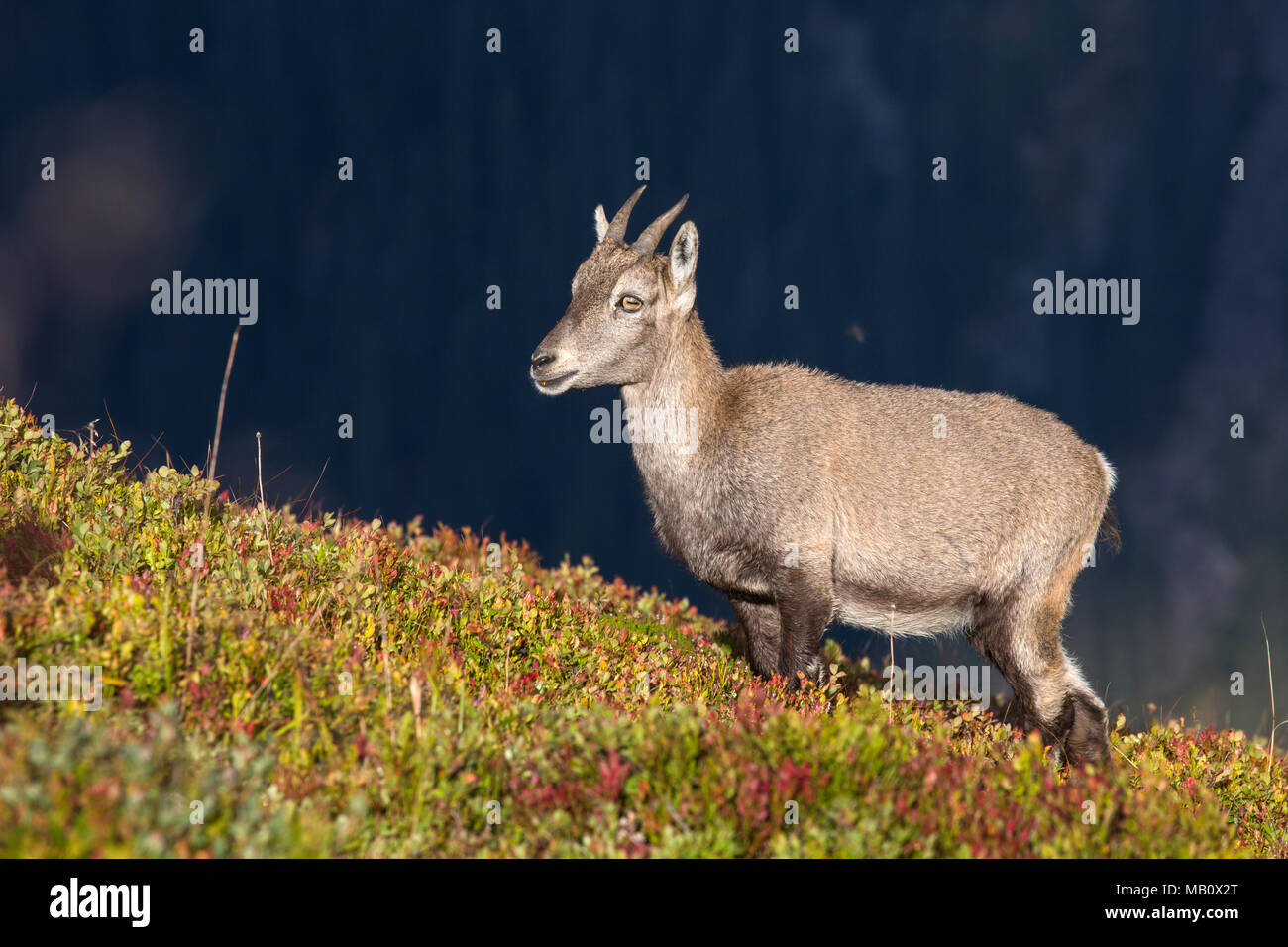 The Alps, the Bernese Oberland, autumn, Niederhorn, Switzerland ...