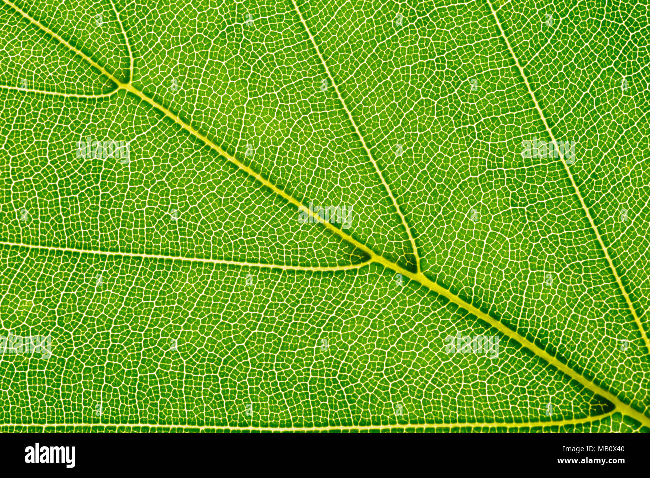 single leaf of beech tree isolated over white background Stock Photo ...