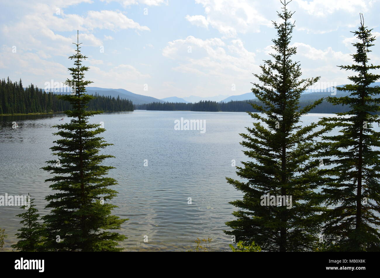 Treeline in the water hi-res stock photography and images - Alamy