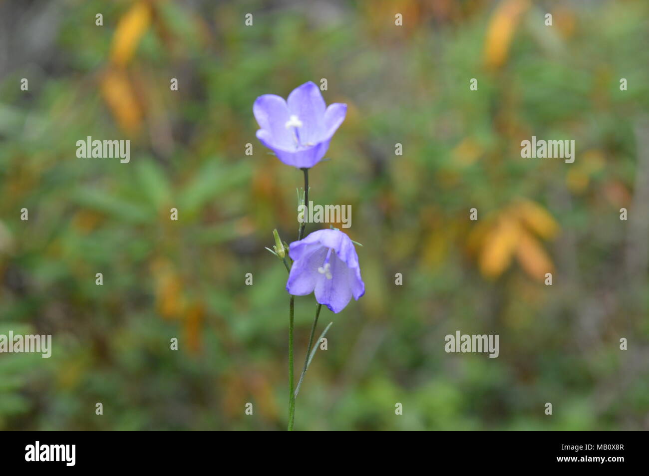 Two cute little bluebells Stock Photo - Alamy