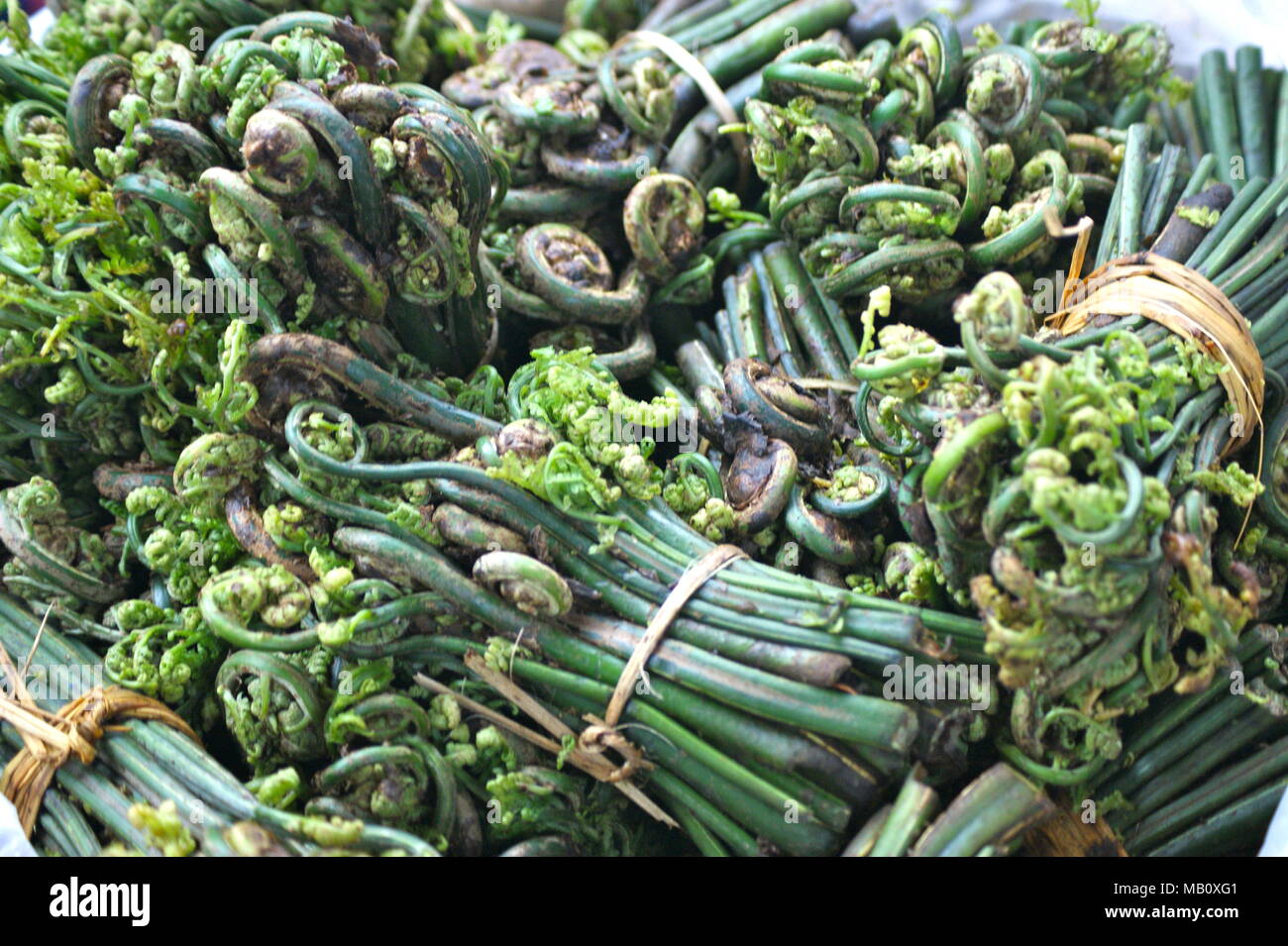 Fern shoots, a Bhutanese delicacy at Thimpu market, Bhutan Stock Photo ...