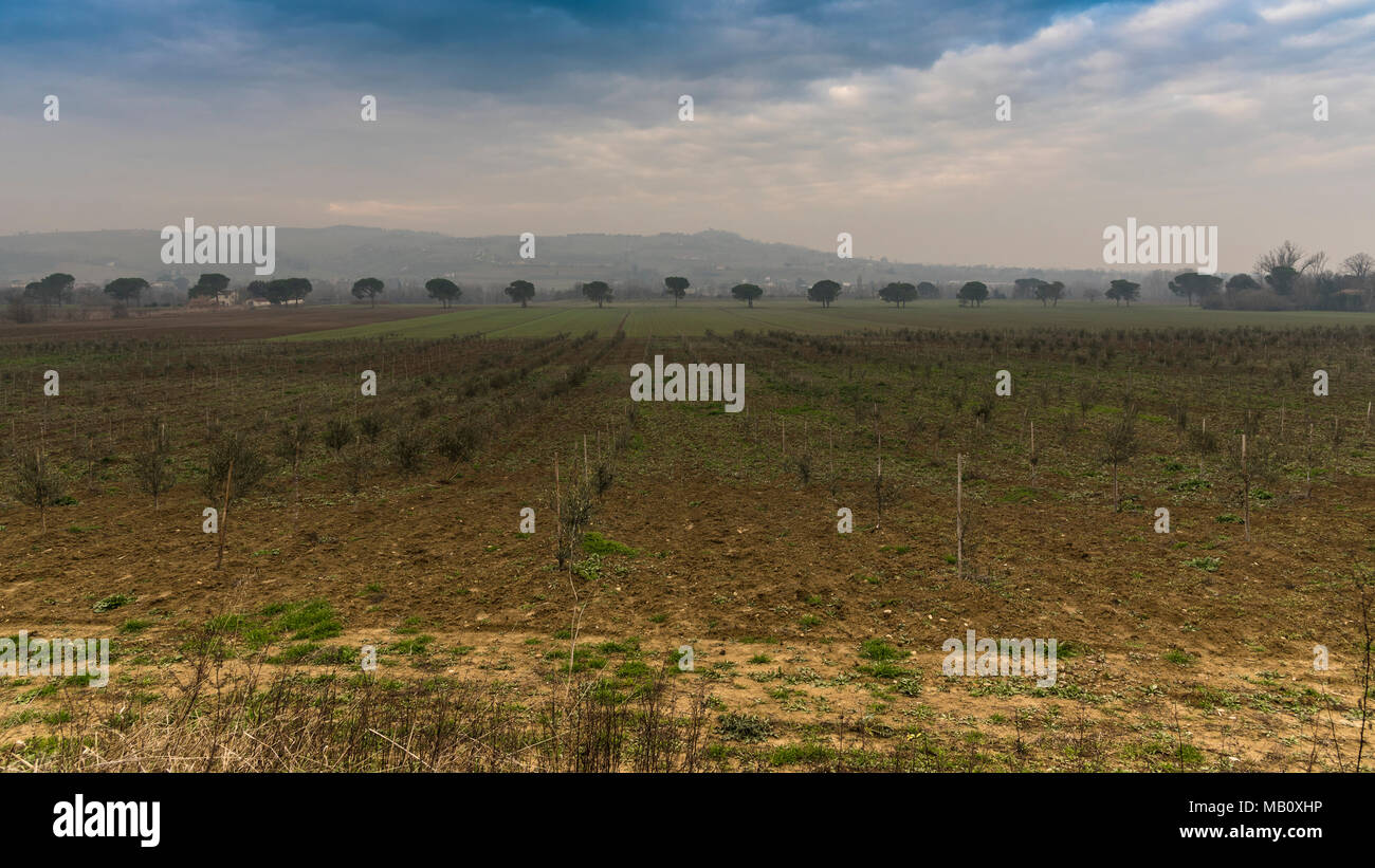 Italian countryside landscape: series of trees with hills as background ...