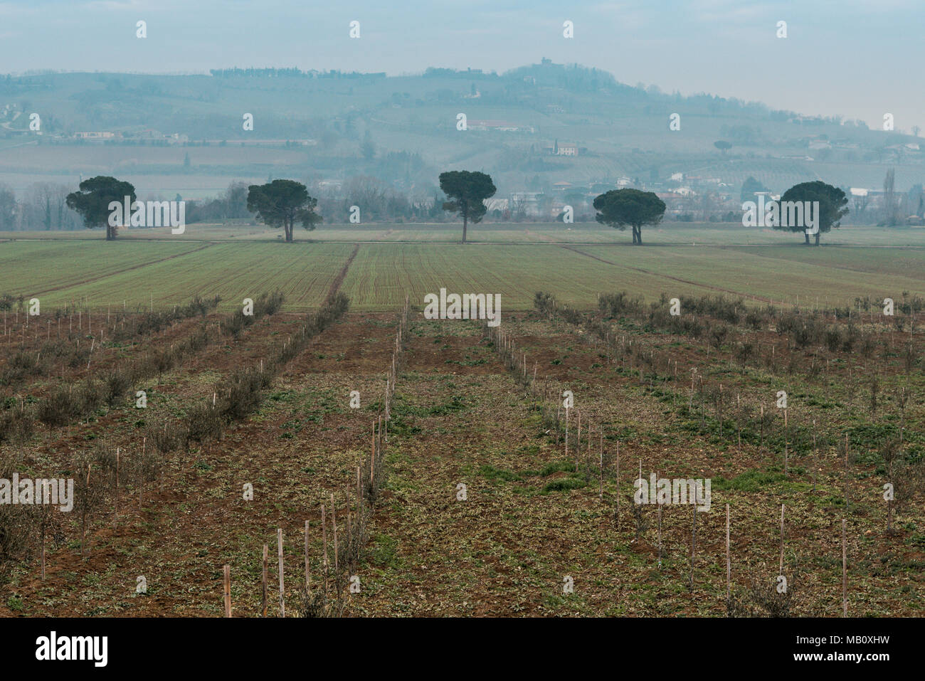 Italian countryside landscape: series of trees with hills as background ...