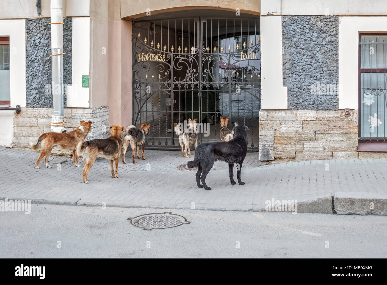 Flock stray dogs on street hi-res stock photography and images - Alamy