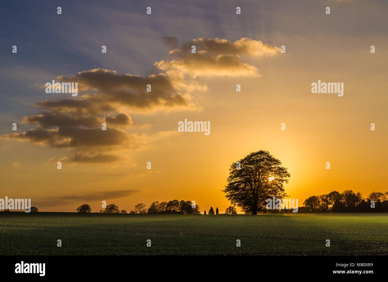 Lone tree and sunset hi-res stock photography and images - Alamy