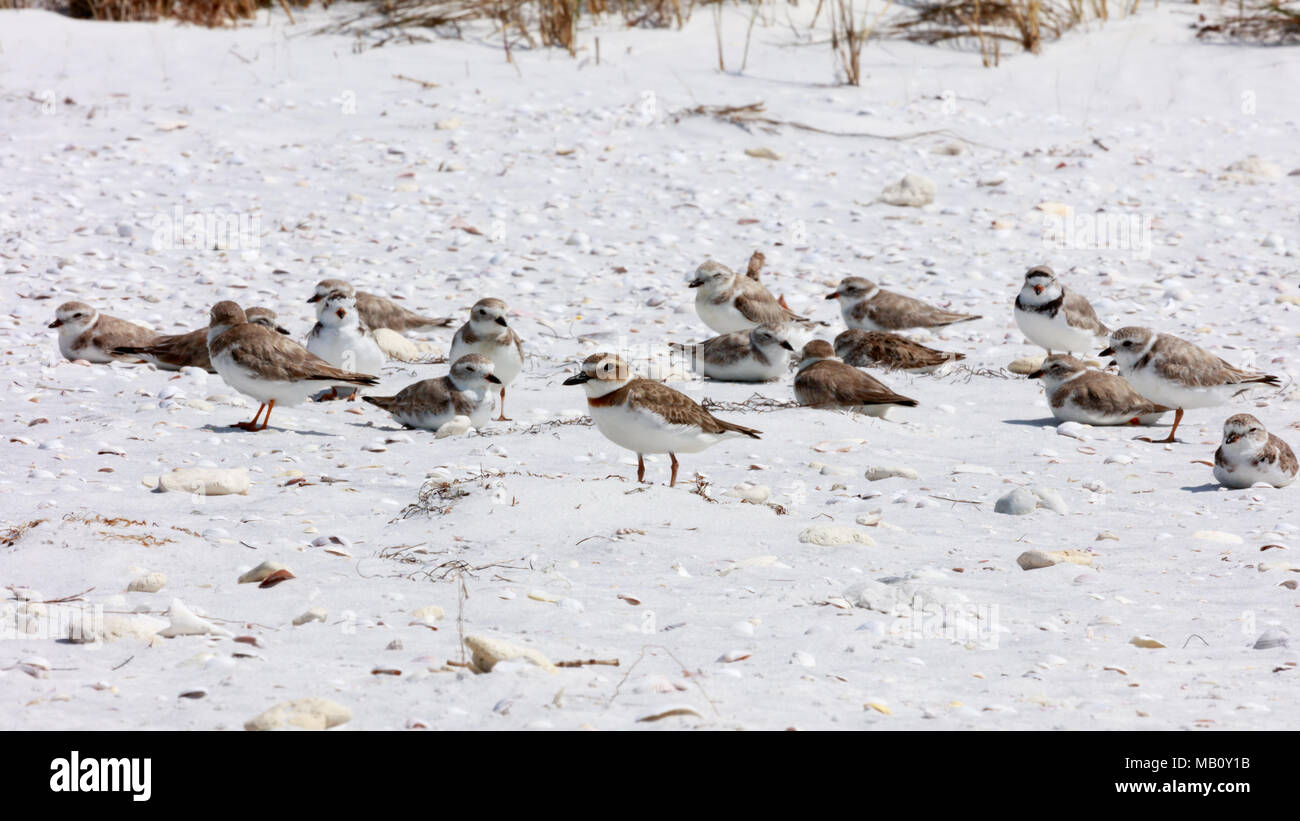 Flock of snowy plovers (Charadrius nivosus) dozing on the beach of ...