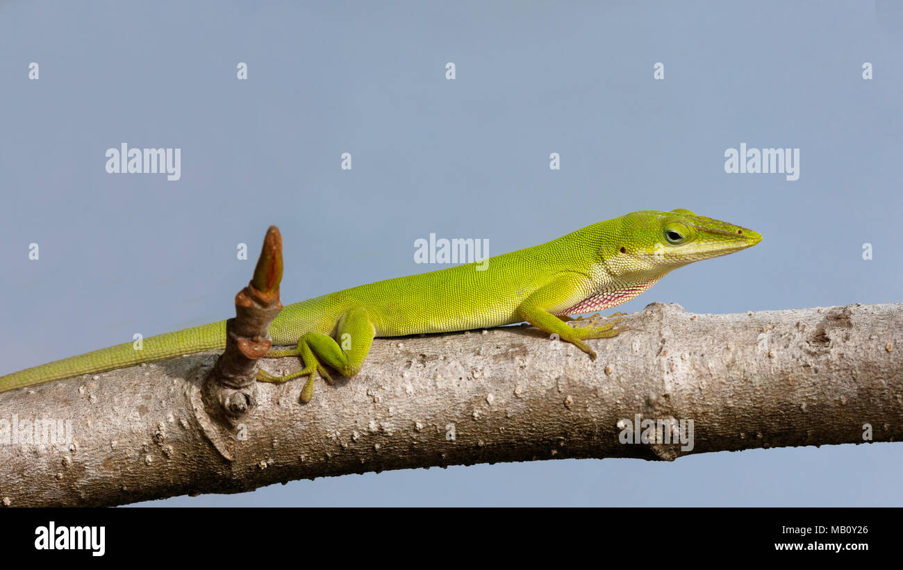 Green anole lizard, dactyloidae, perching on a branch, from site ...