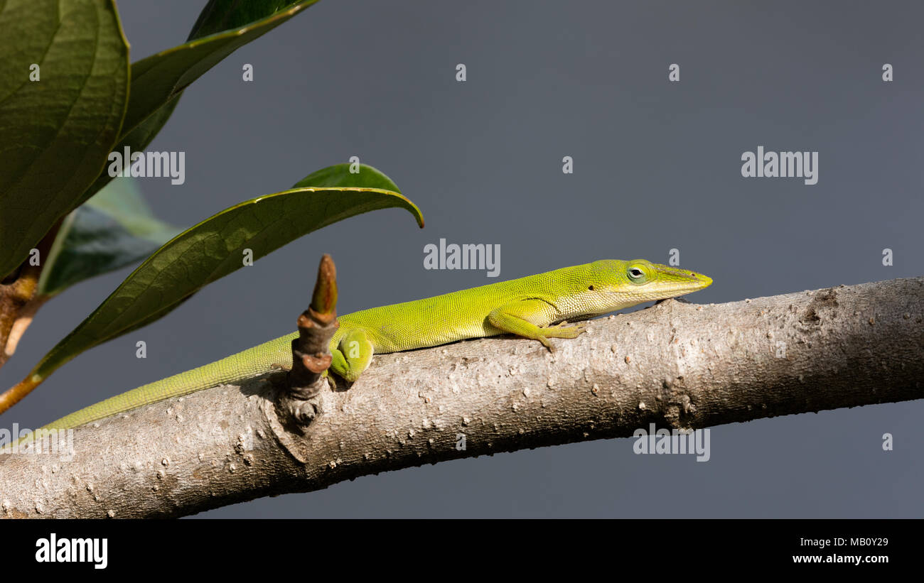 Florida lizards hi-res stock photography and images - Alamy