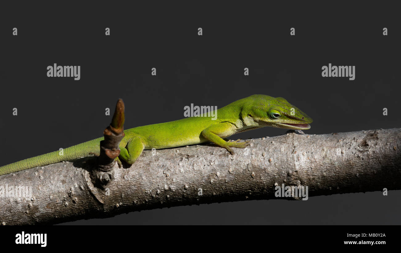Green anole lizard, dactyloidae, watching an insect, bachground gray ...