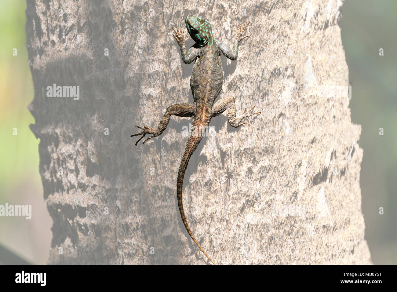 Juvenile red-headed rock agama (Agama agama) background half ...