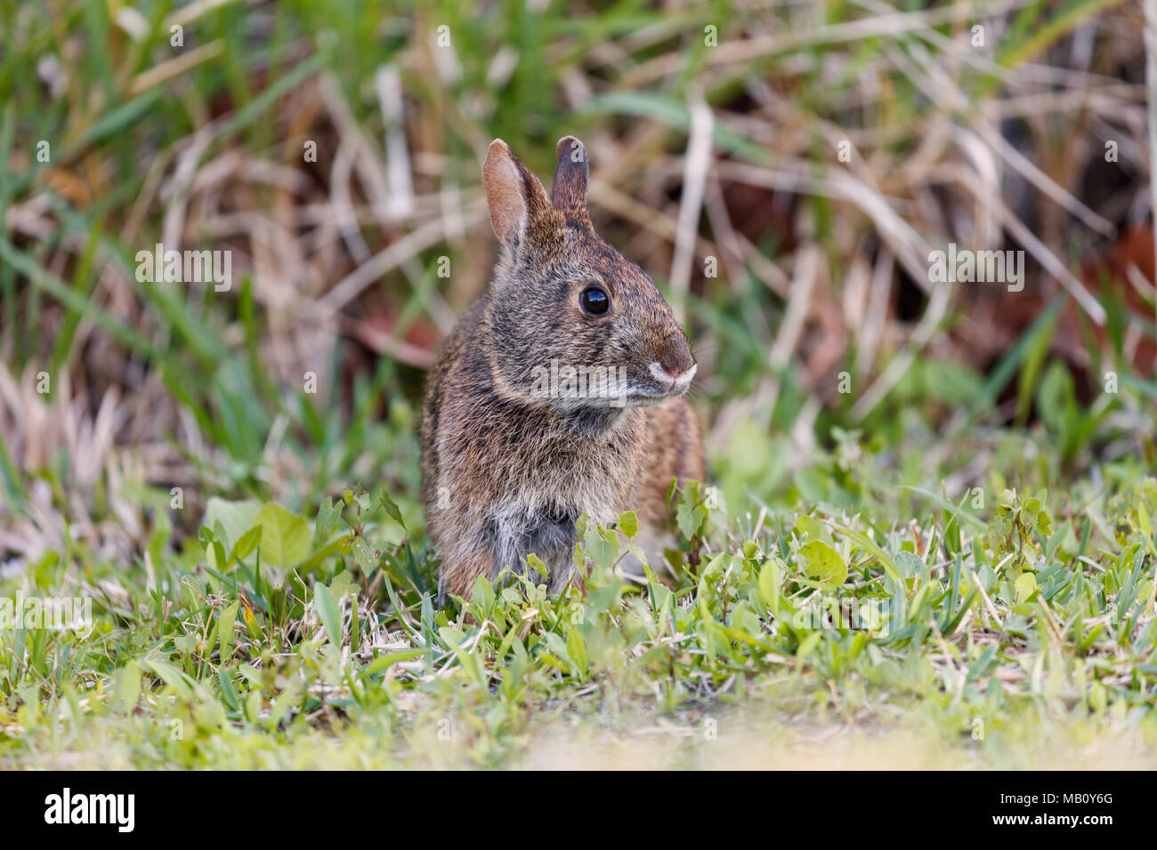 Rabbit hop hi-res stock photography and images - Alamy