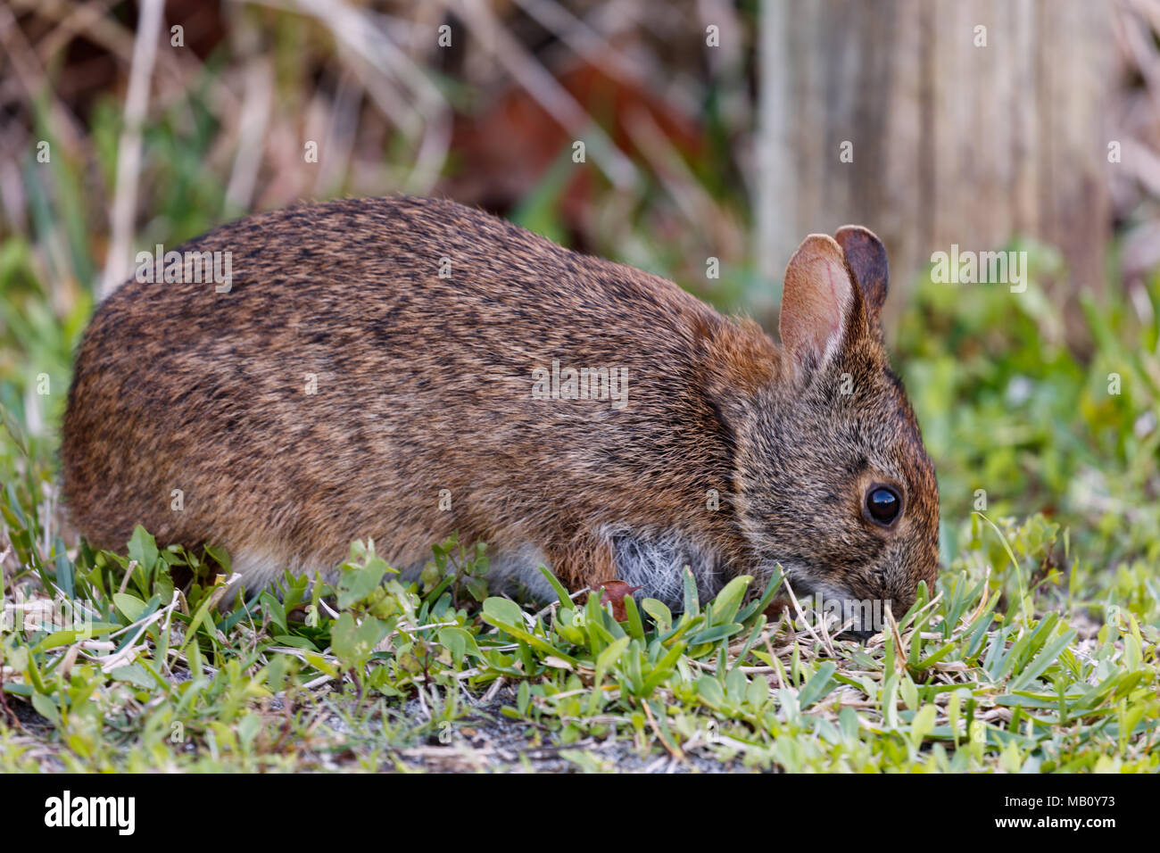 Marsh rabbit from the site and eat grass, Sanibel Island, Florida, USA ...