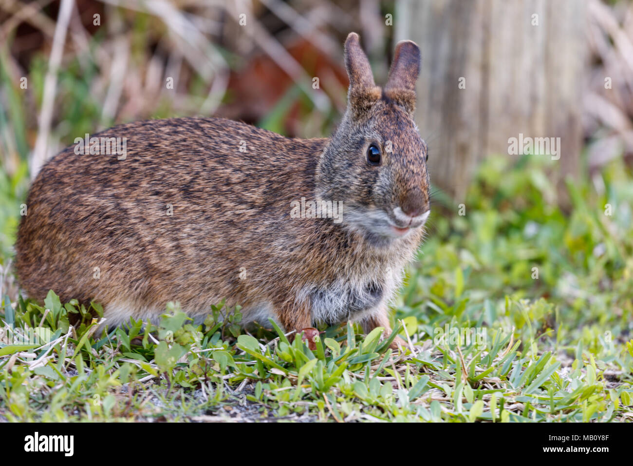 Marsh rabbit hi-res stock photography and images - Alamy