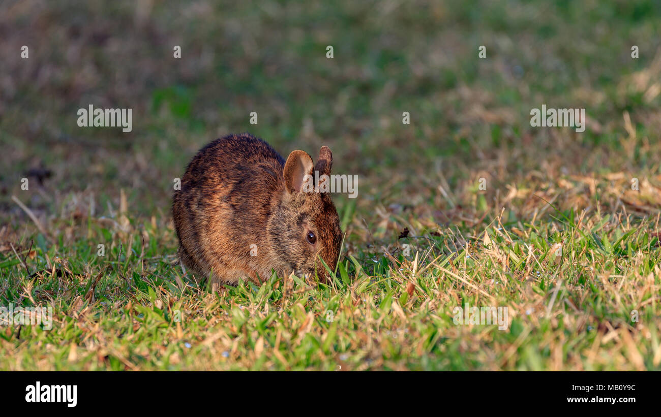 Marsh rabbit in the morning and eating grass, Florida, USA Stock Photo ...