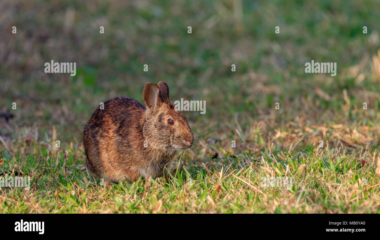 Marsh rabbit hi-res stock photography and images - Alamy