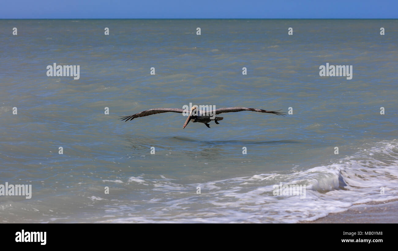 Pelican flying over the sea, Sanibel Island, Florida, USA Stock Photo ...