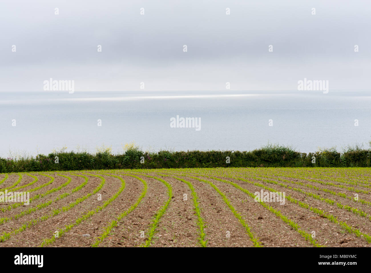 Corn field overlooking Cornish coast, Cornwall, UK Stock Photo - Alamy