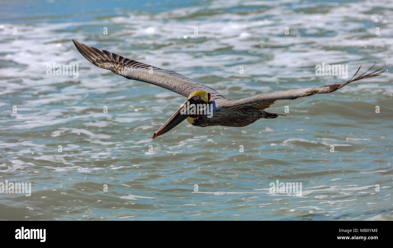 Pelican flying over the water with wide opening wings, Florida, USA ...