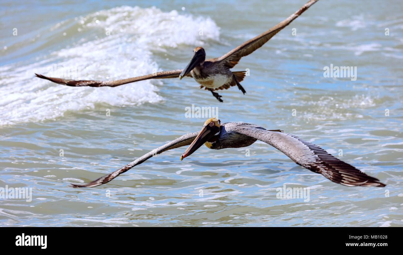 Two bird island hi-res stock photography and images - Alamy