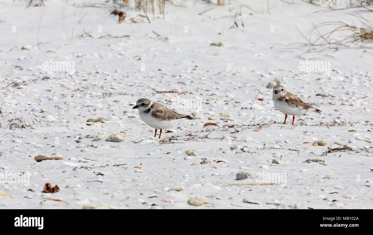 Two snowy plovers (Charadrius nivosus) on the beach of Sanibel Island ...